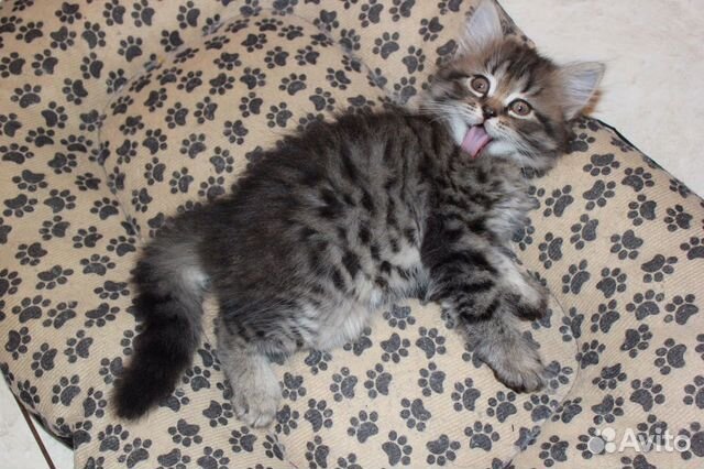 Кошечка, 2,5 мес