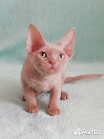 Лилаки, цинамоны