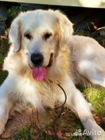 Щенок лобрадора ретривера