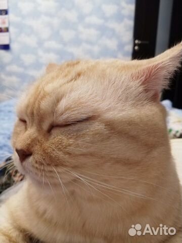 Кот для вязки