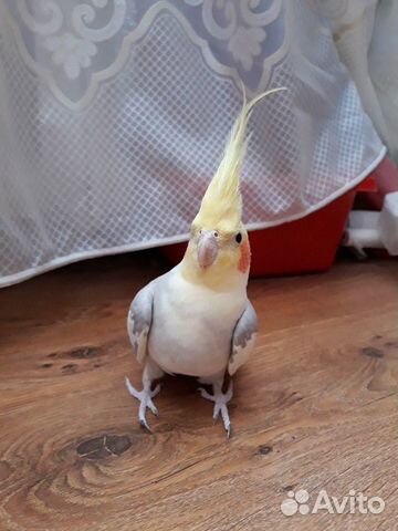 Попугай корелла