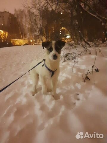 Щенок около 4 месяцев