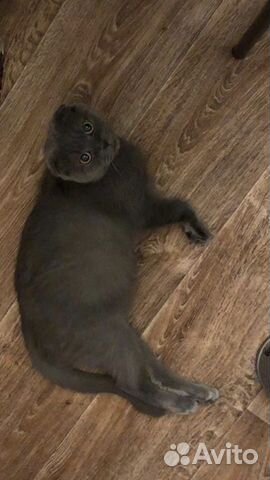 Веслаухая британка