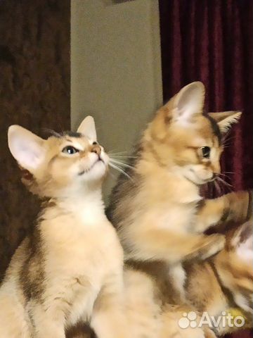 Абиссинские котята-девочки 3 мес