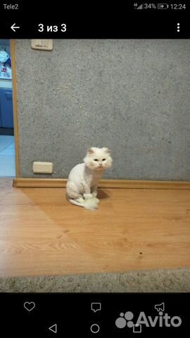 Котик в добрые руки