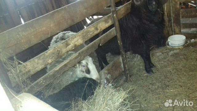 Овечки, бараны