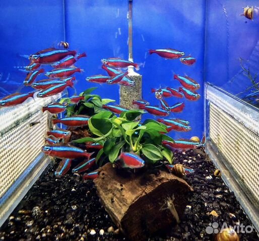 Неон голубой