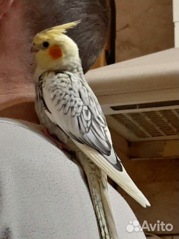 Корелла птенец мальчик