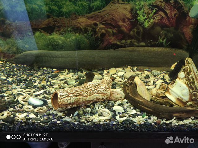 Аквариумные рыбки