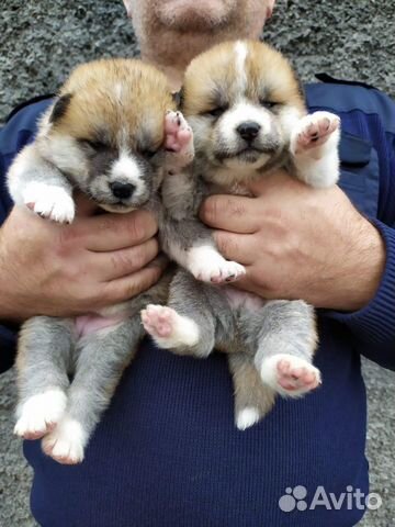 Вязка акита-ину кобель