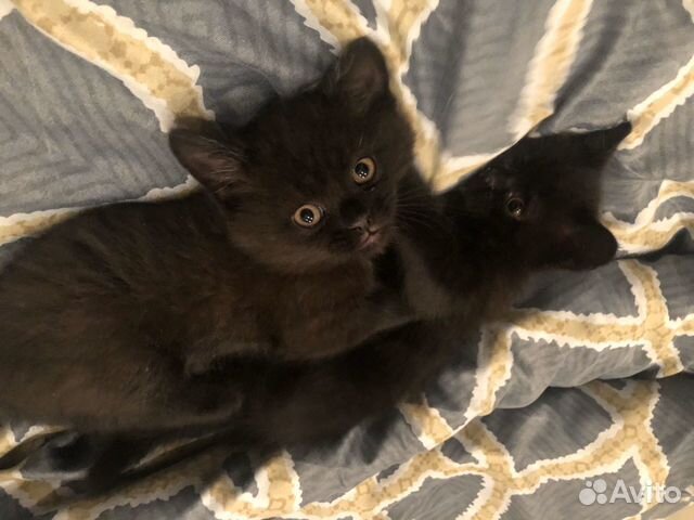 Британские котят (мальчики)