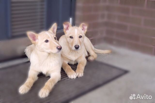 Два щенка-близнеца персикового окраса