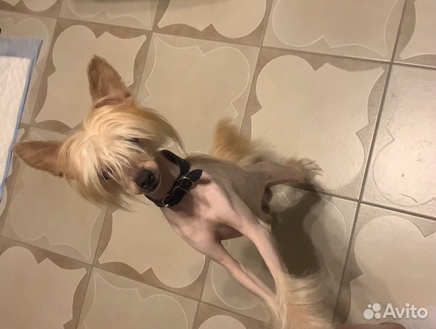 Китайская хохлатая