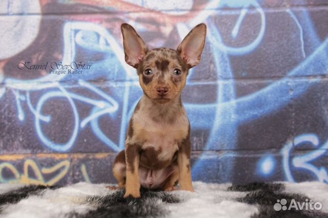 Пражский Крысарик, мраморный кобель