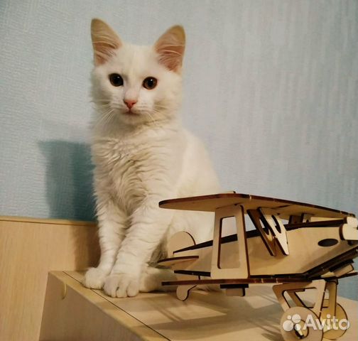 Ищу кошечку Турецкую Ангору для вязки