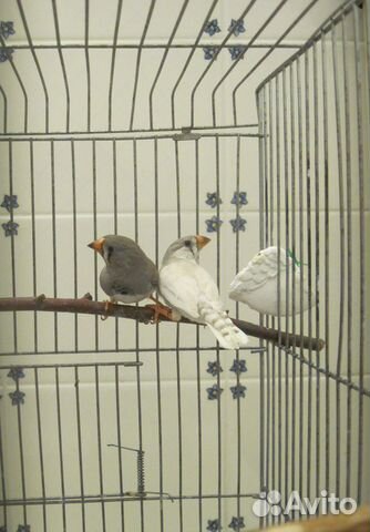 Зебровые Амадины