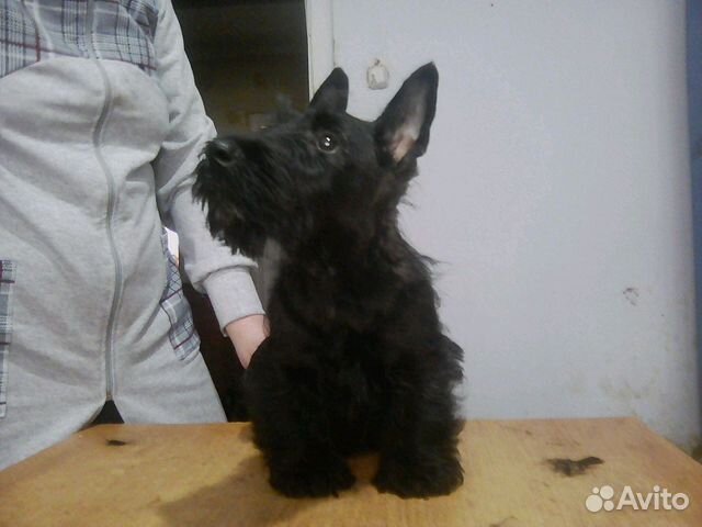 Щенок скотч терьера