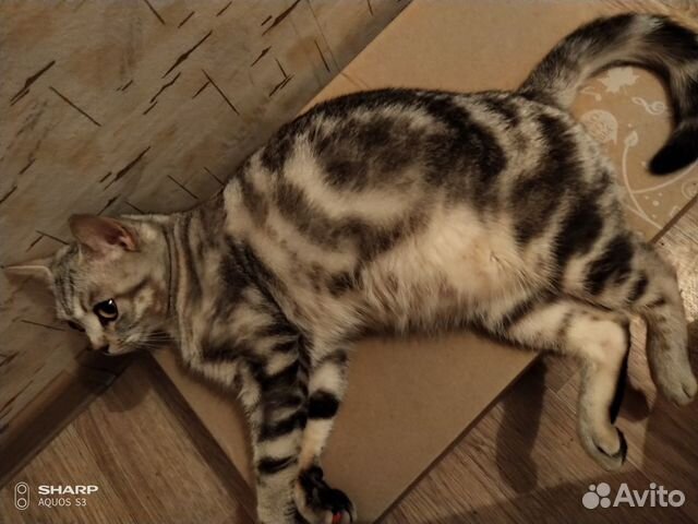 Британская кошка