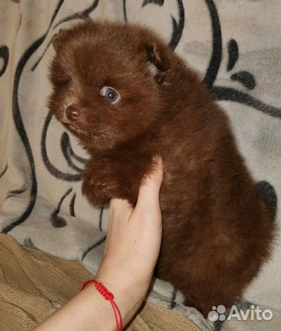 Сладкие мини,чисто шоколадные малыши померанского