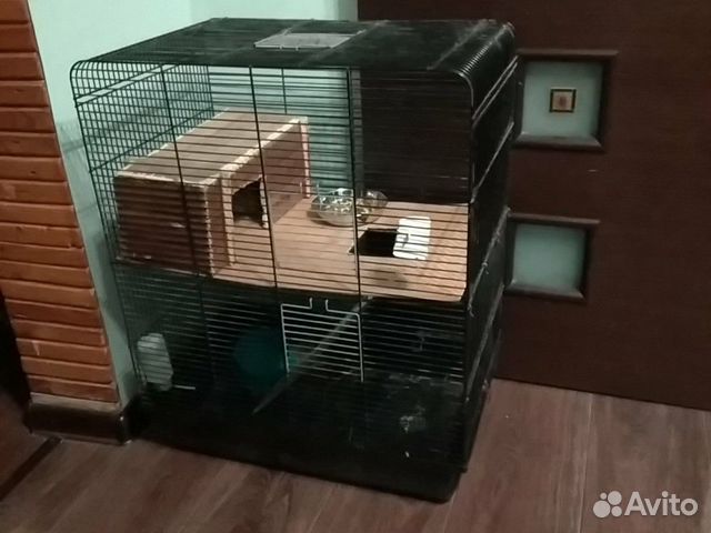 Отдам шиншилу в хорошие руки