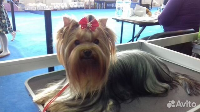 Красотки-йорочки