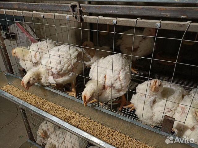 Броллеры кооб 500