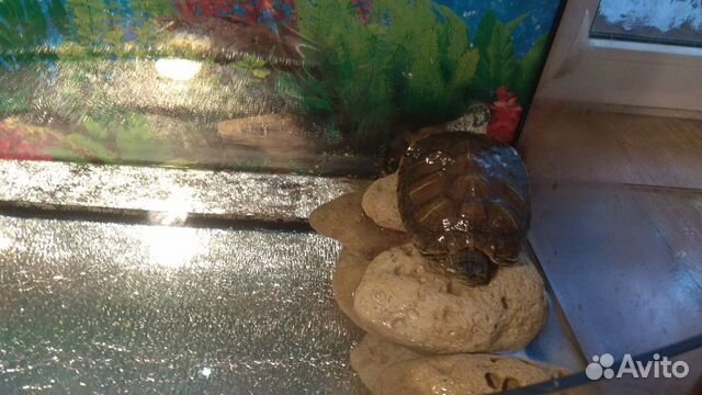 Черепаха красноухая с аквариумом и фильтром