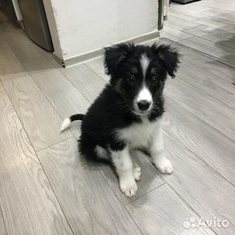 Ищет дом щенок не крупной собаки Умка