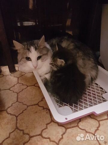 Кот молодой и дружный
