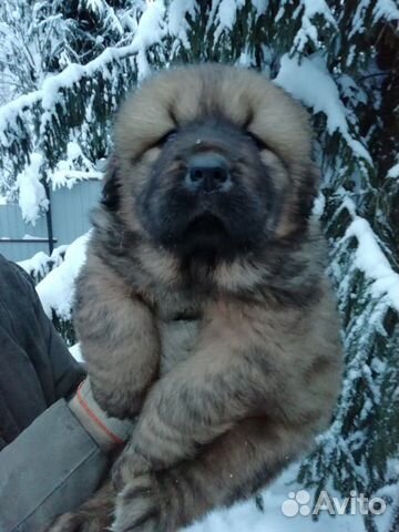 Тибетский мастиф