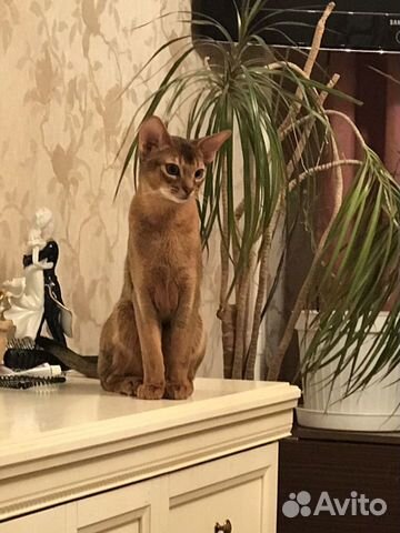 Продам абиссинского кота