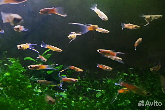 Гуппи (эндлеры) самцы и самочки