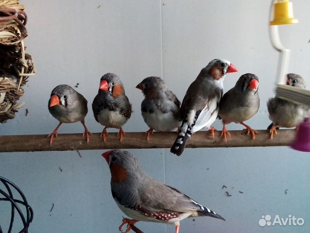 Амадины зебровые