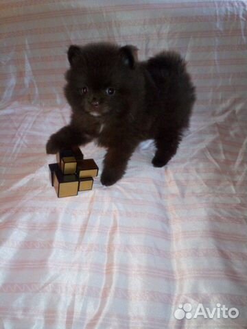 Медвежонок Барни