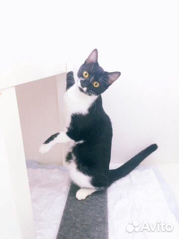 Котенок Брошка