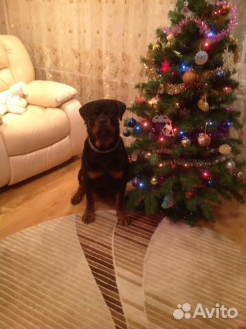 Вязка ротвейлера