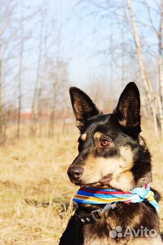 Отдам в хорошие руки, нежная Латте