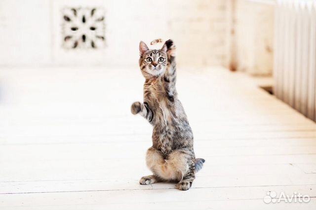 Котёнок Муза в добрые руки
