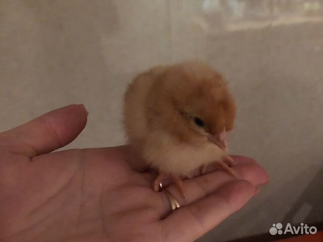 Цыпленок Ломан Браун