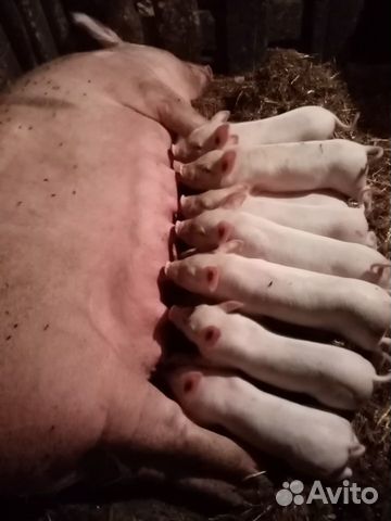 Свиноматки супоросные