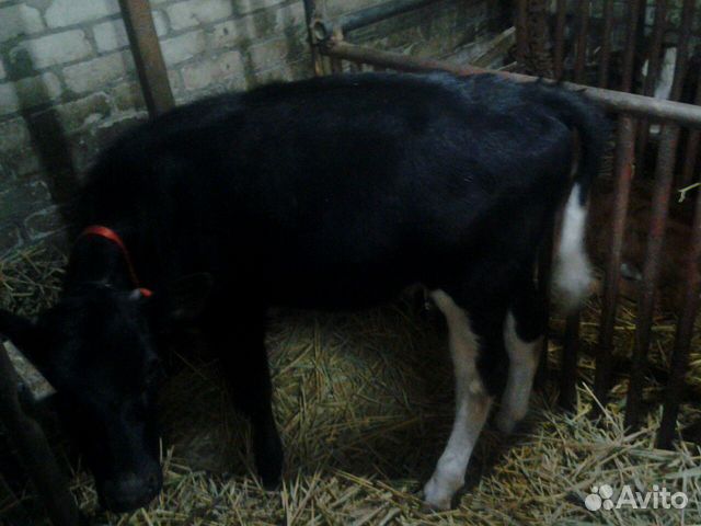 Продаётся тёлочка