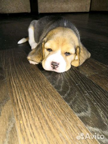 Бигль малыши, осталось 2 щенка