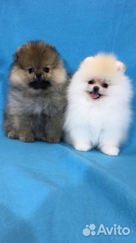 Куклята померанского шпица