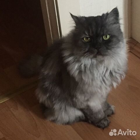 Отдам персидского кота