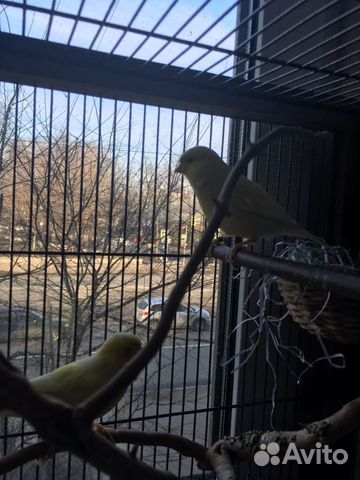 Пара канареек