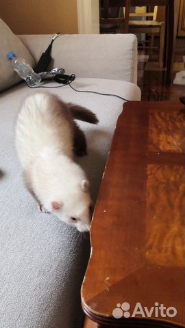 Хорёк (фретка)