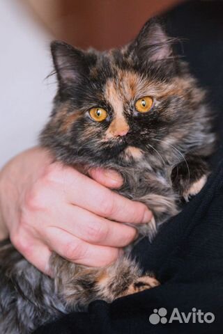 Котёнок девочка Моня 6 мес