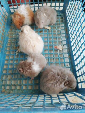 Сирийские, Сатинонвые и др виды хомяков ("от Лари)