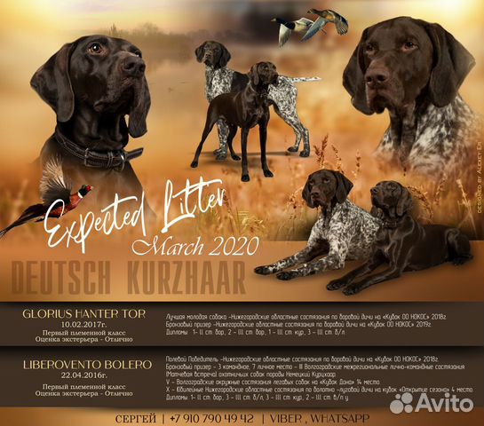 Щенки Немецкий Курцхаар
