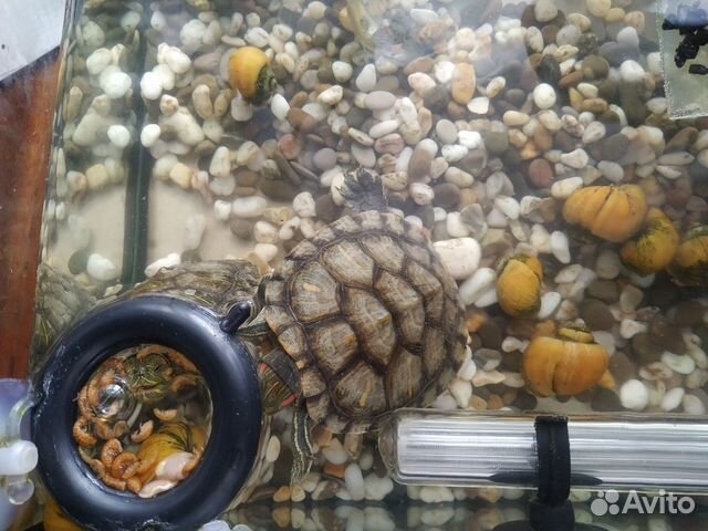 Две черепахи со всем приданным